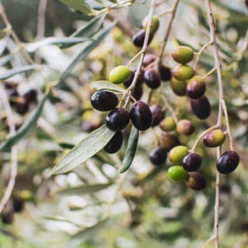 How to Cure Olives in Salt Brine (Step by Step) - Home Grown Happiness