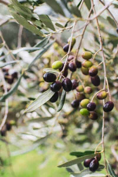How to Cure Olives in Salt Brine (Step by Step) - Home Grown Happiness